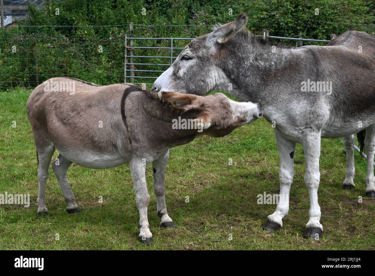 two donkeys touching Stock Photo - Alamy