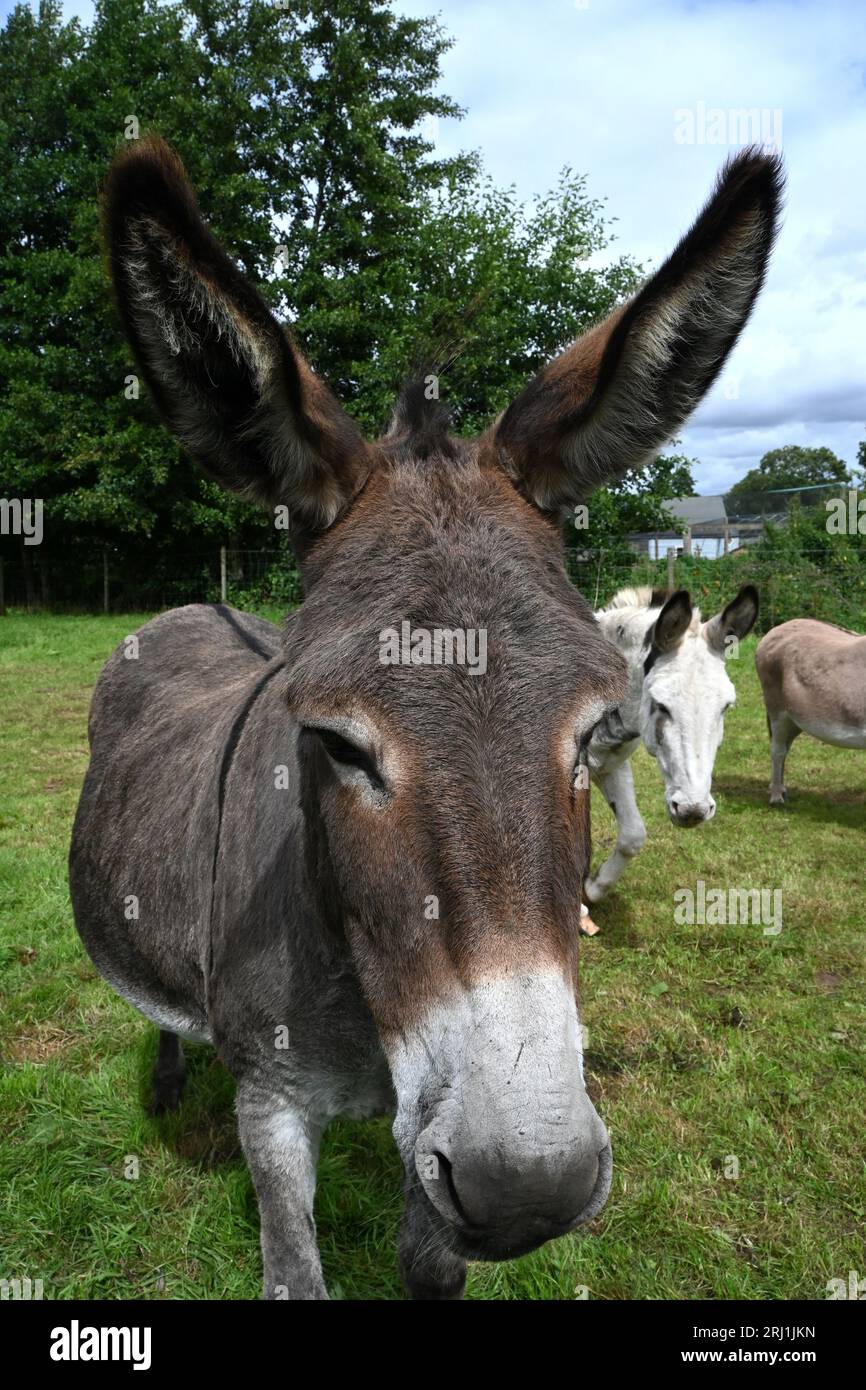 Donkey with big ears hi-res stock photography and images - Alamy