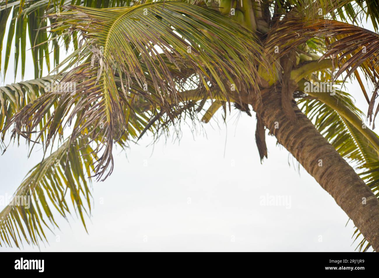 Coconut Trees in Kerala, India Stock Photo - Alamy
