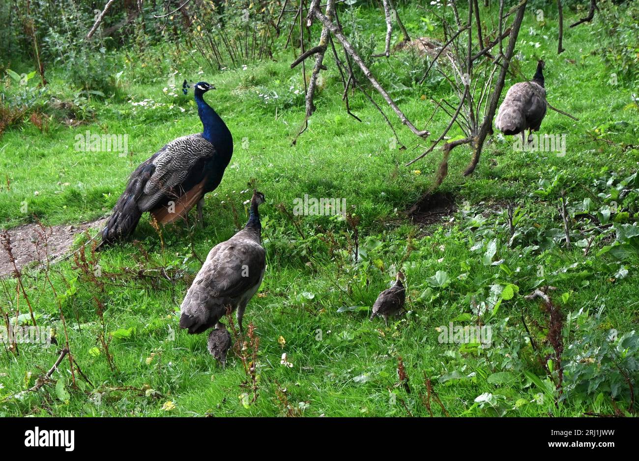 Baby peacock hi-res stock photography and images - Alamy