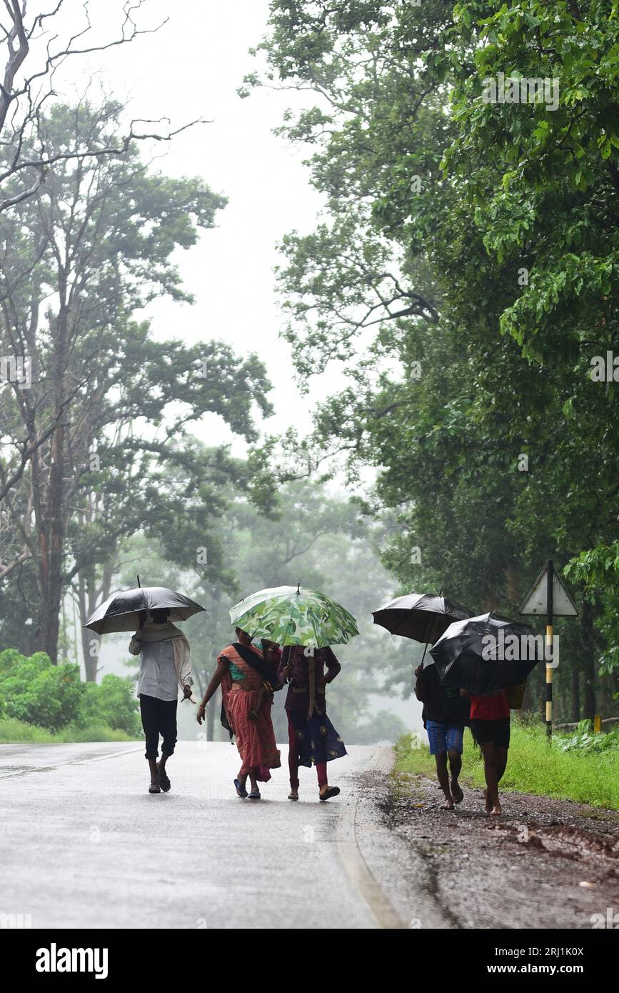 Chhattisgarh, India. 20th Aug 2023. Tribal from baiga community holds ...