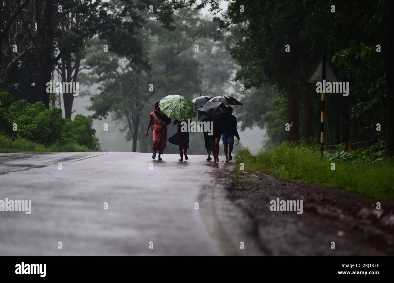 Chhattisgarh, India. 20th Aug 2023. Tribal from baiga community holds ...