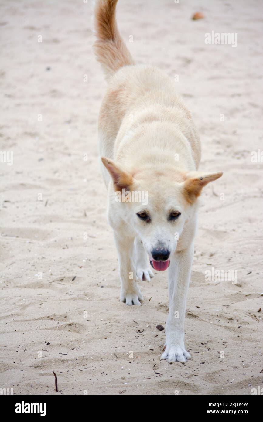 A Dog Roaming around the beach Stock Photo - Alamy