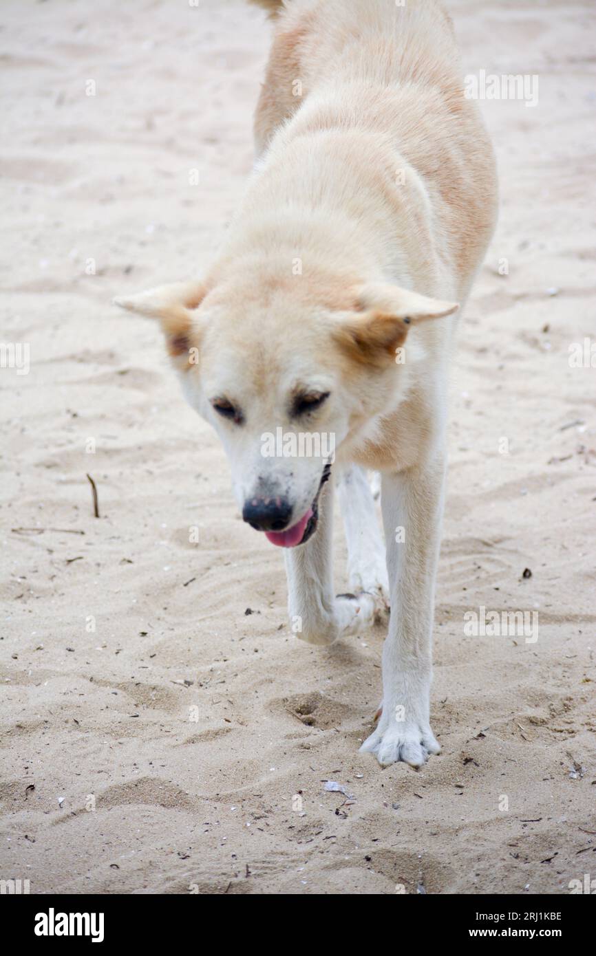 Playful roaming hi-res stock photography and images - Alamy