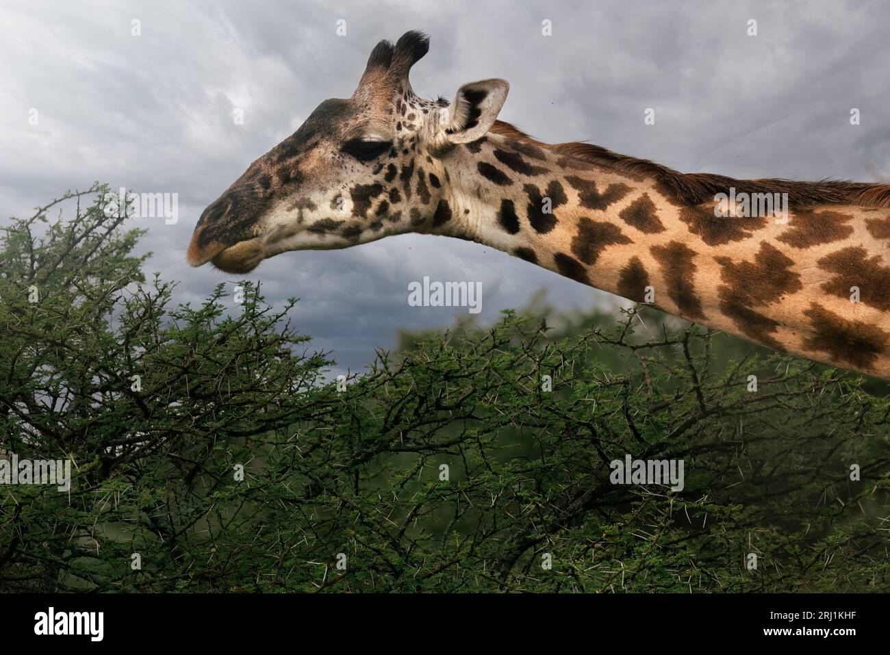 Portrait of a wild majestic tall Maasai Giraffe in the savannah in the ...