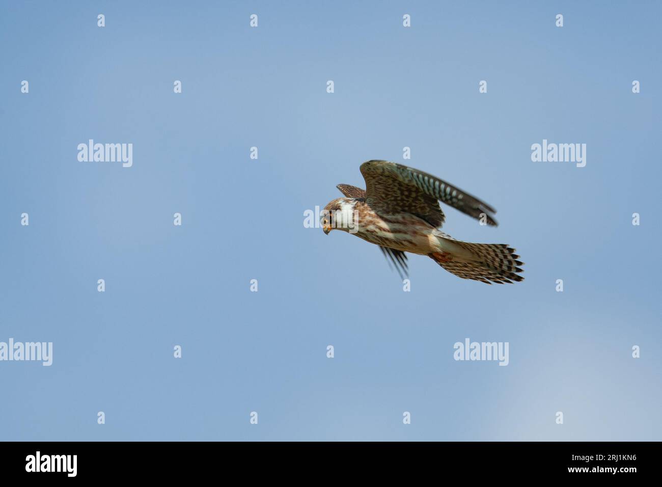 Young Red-footed falcon Stock Photo - Alamy