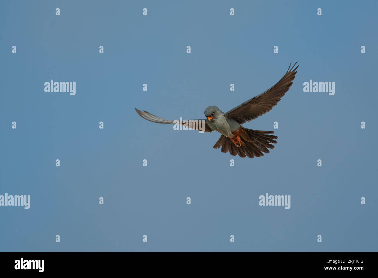 Red-footed falcon male Stock Photo - Alamy