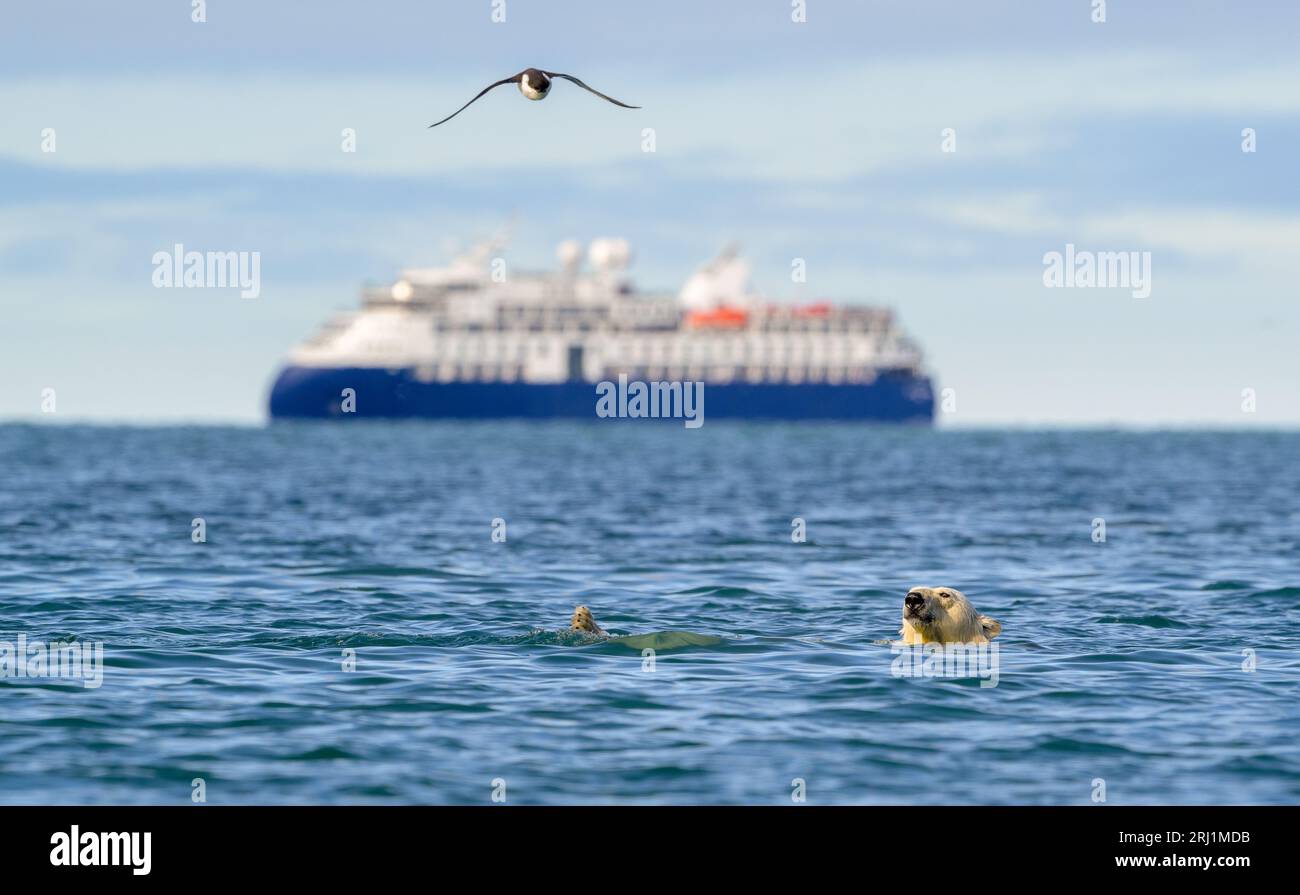 Polar bear (Ursus maritimus) swimming in front of large cruise ship ...