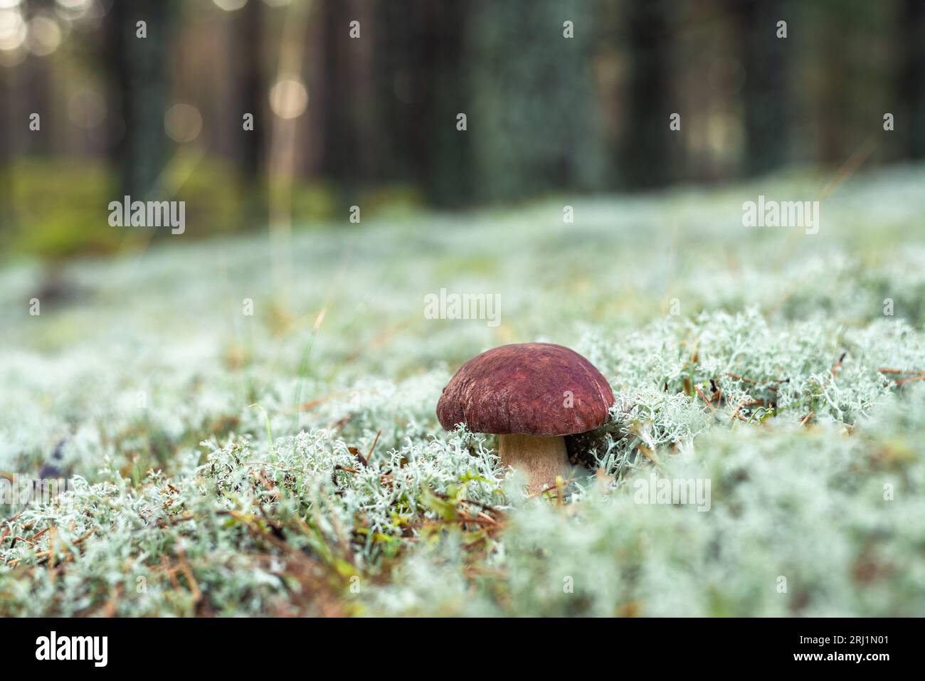 Boletus pinophilus edulis hi-res stock photography and images - Alamy
