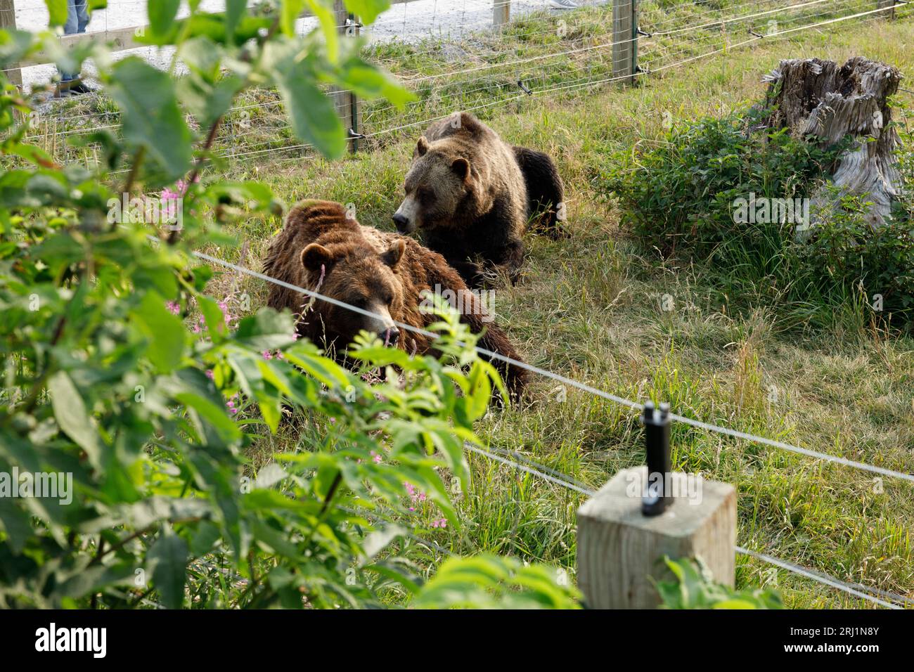 Grizzly bears Grinder and Coola in the Grizzly Habitat atop Grouse ...