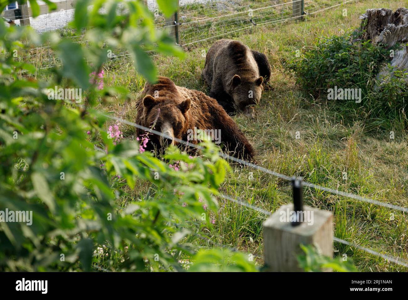 Grizzly bears Grinder and Coola in the Grizzly Habitat atop Grouse ...
