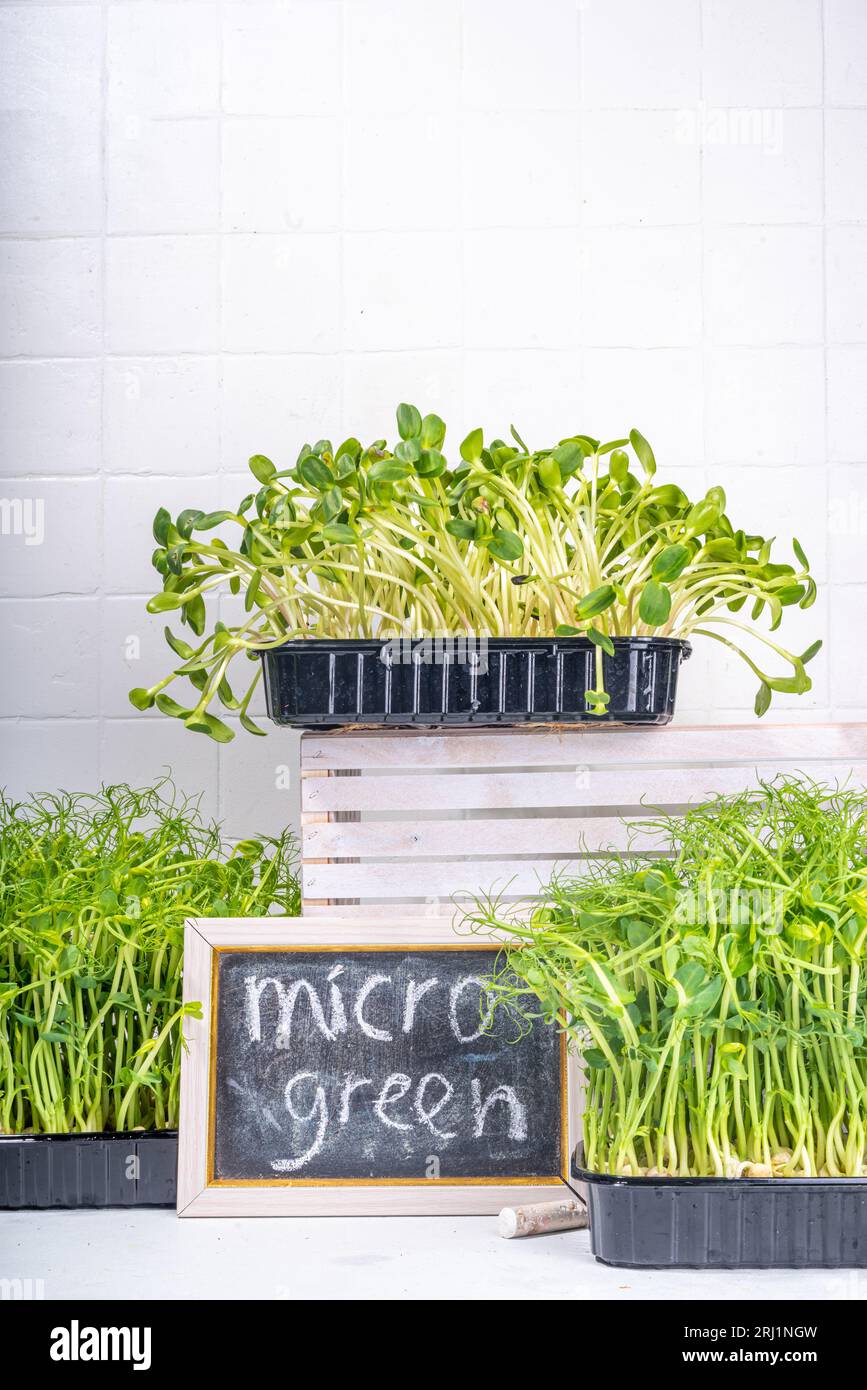 Fresh grown microgreens, on kitchen white table corner. Home grown ...