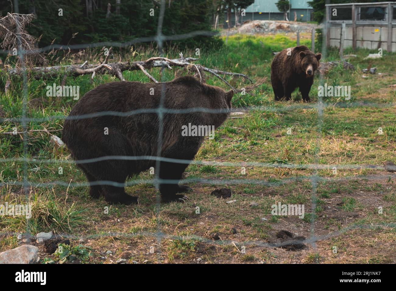 Grizzly bears Grinder and Coola in the Grizzly Habitat atop Grouse ...