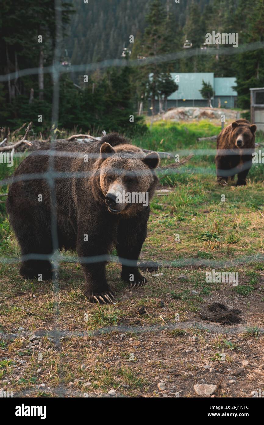 Grizzly bears Grinder and Coola in the Grizzly Habitat atop Grouse ...