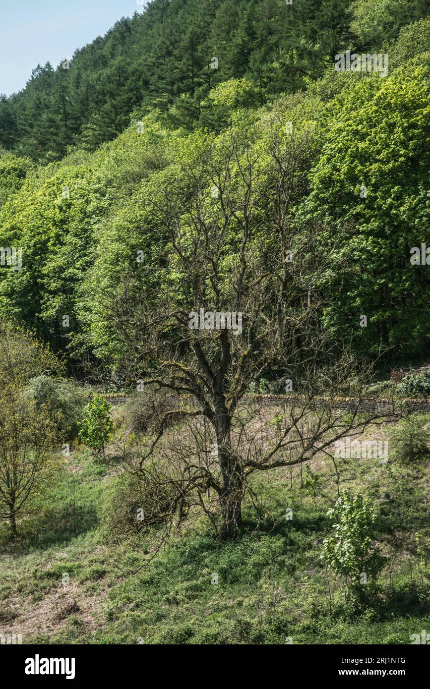 Lame tree hi-res stock photography and images - Alamy