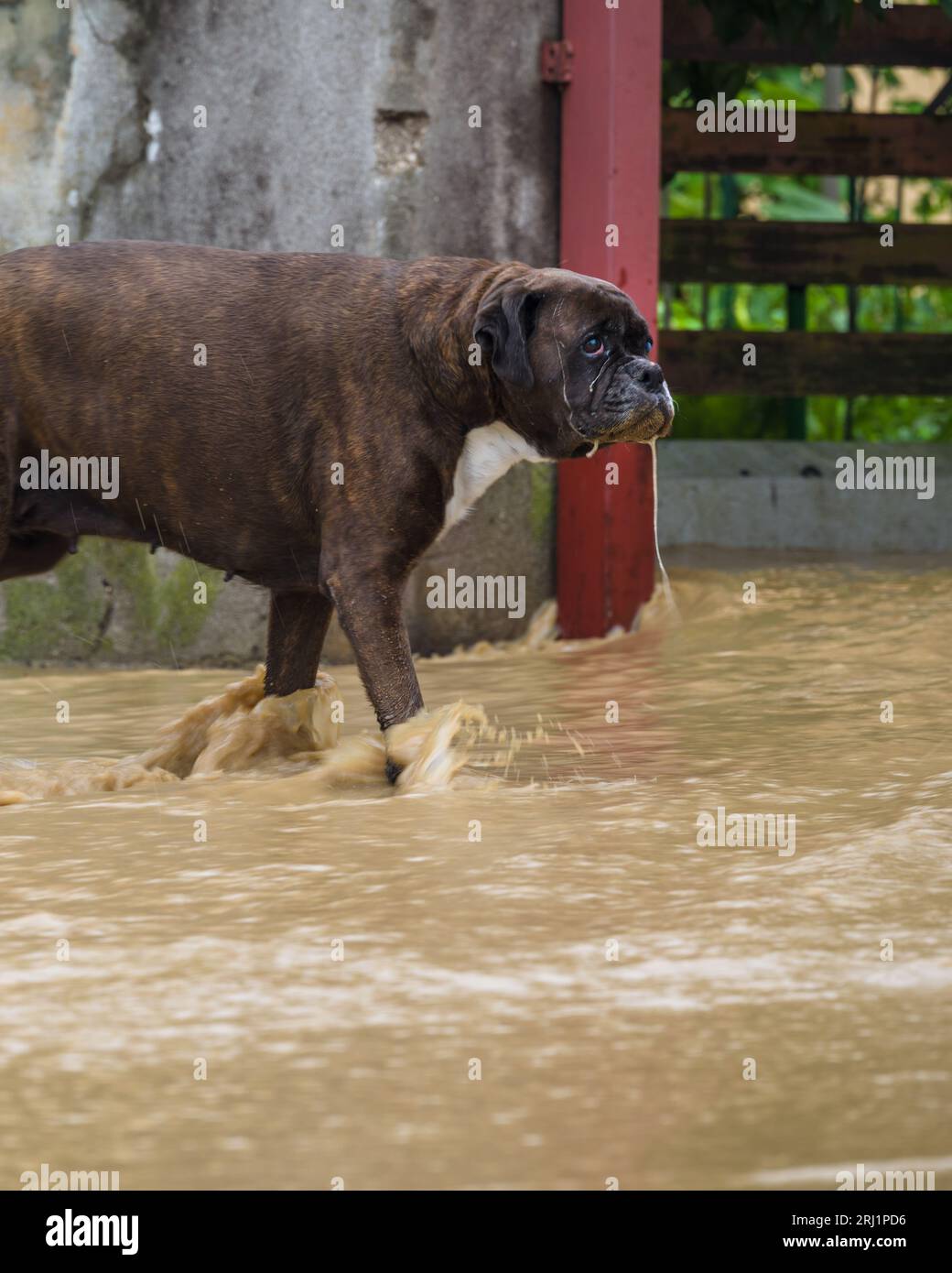 Dog at floods in the city streets after heavy rain. Severe weather ...
