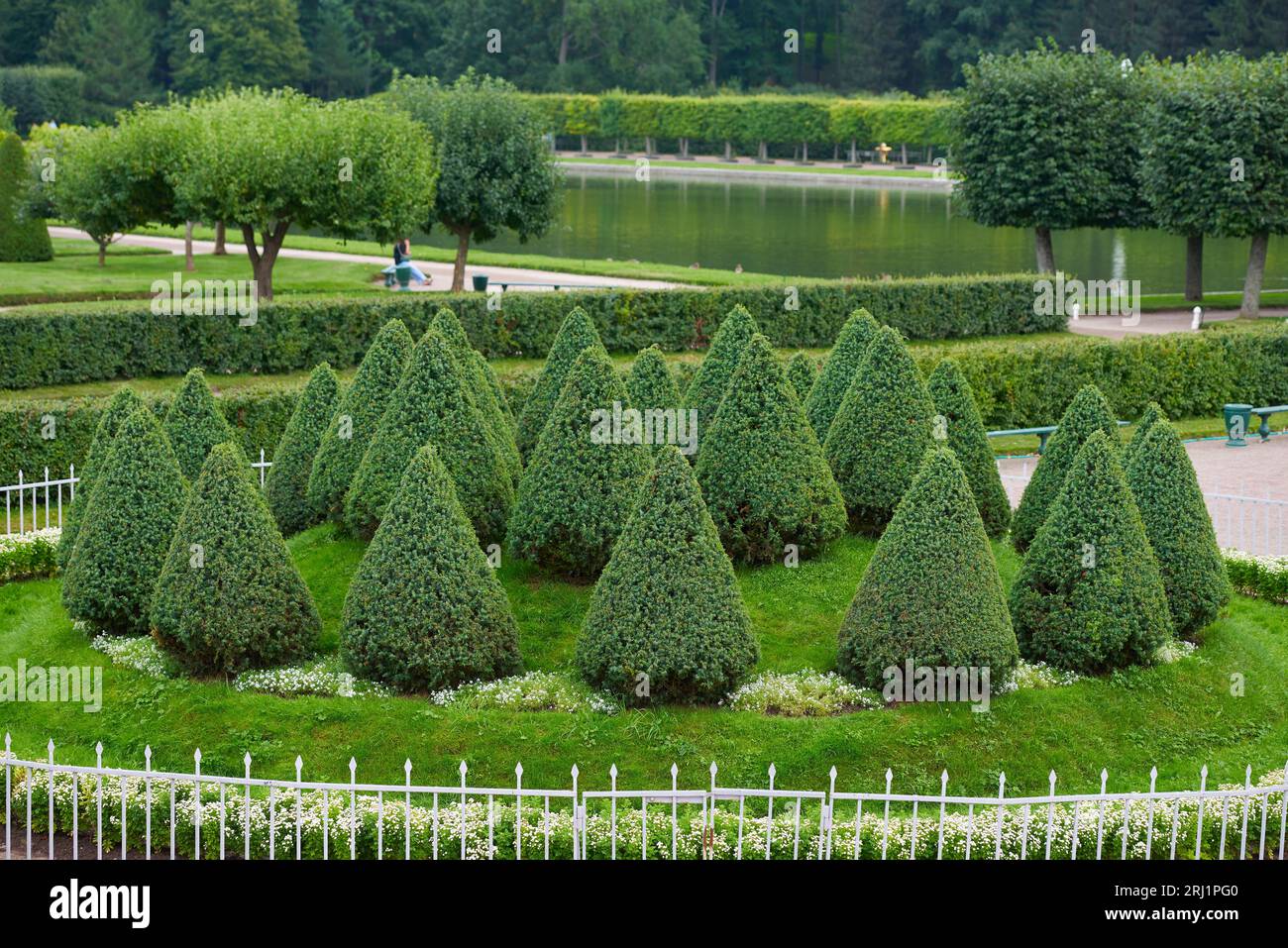 Triangle shaped topiary green trees of juniper in museum reserve of ...