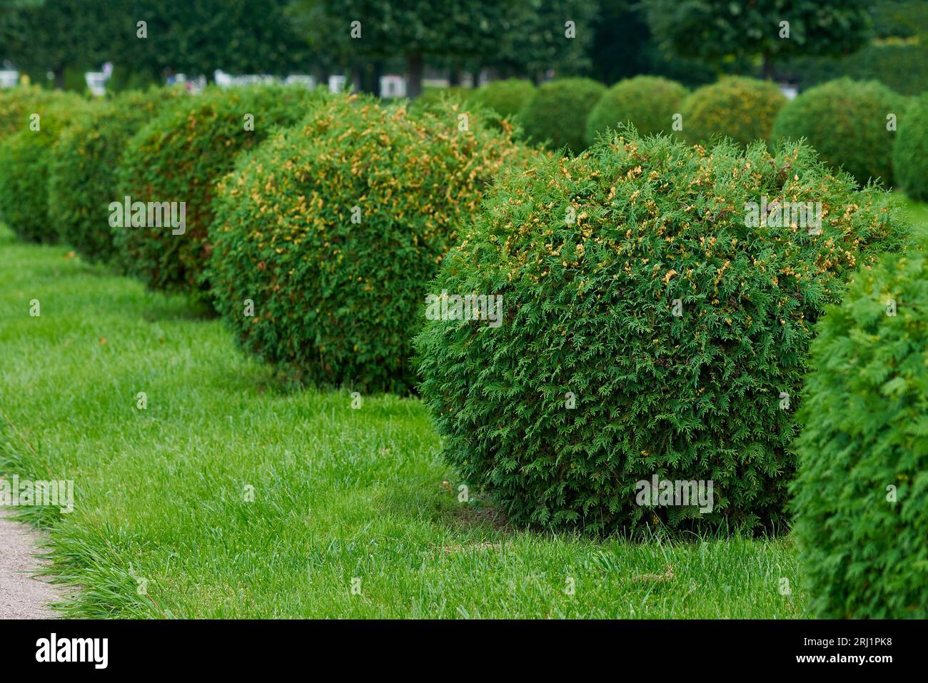 Garden landscaping with rounded shrubs and green lawns Stock Photo - Alamy