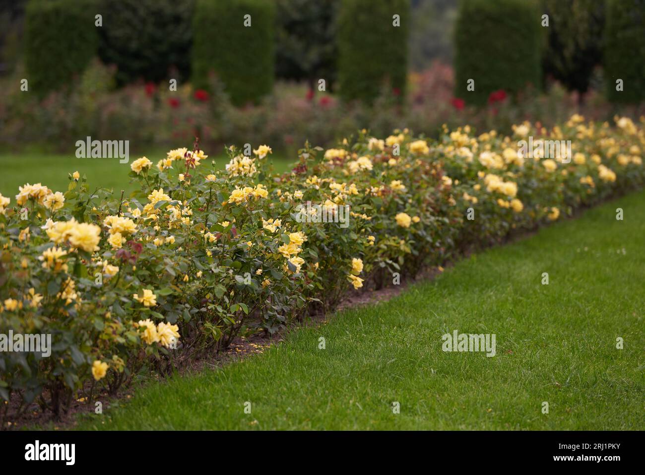 Yellow rose bushes in the garden Stock Photo - Alamy