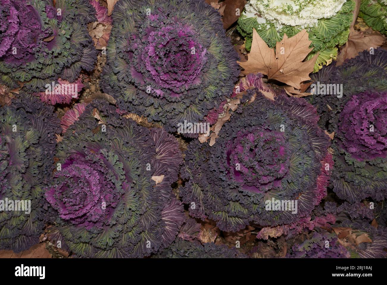 Brassica oleracea var. Acephala colorful foliage Stock Photo - Alamy