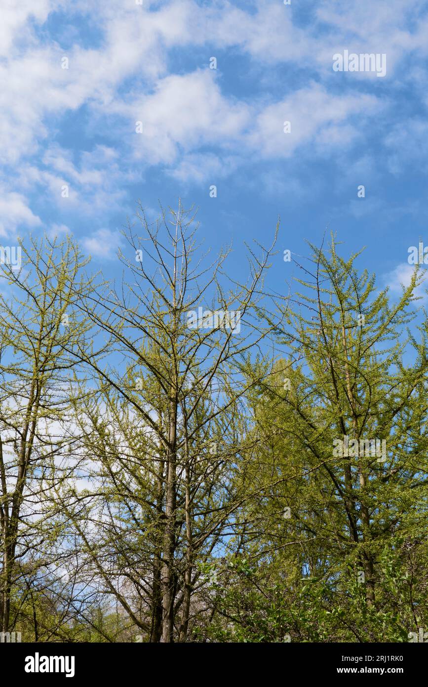 Ginkgo biloba green inflorescence Stock Photo - Alamy