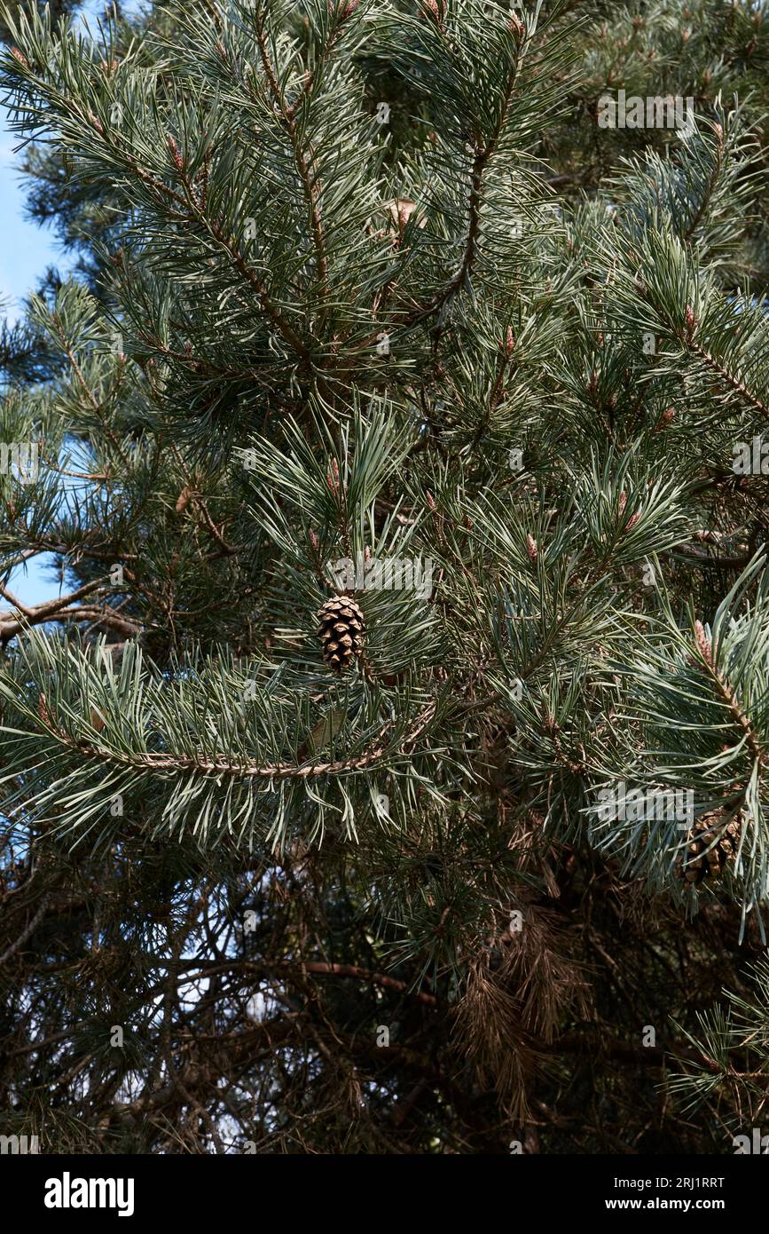 Pinus sylvestris branch close up Stock Photo - Alamy