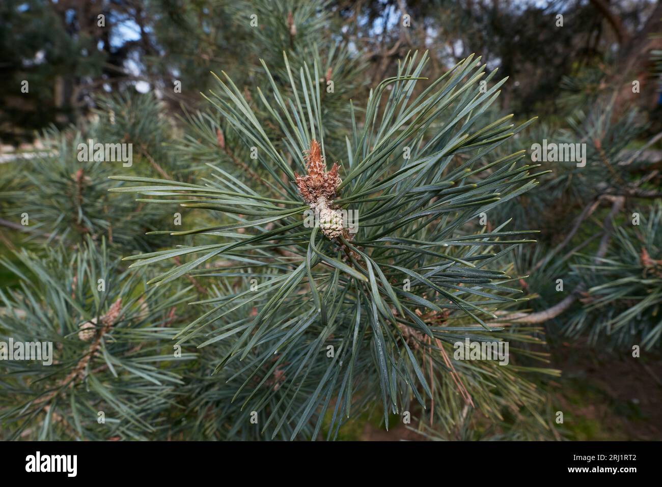 Pinus sylvestris branch close up Stock Photo - Alamy