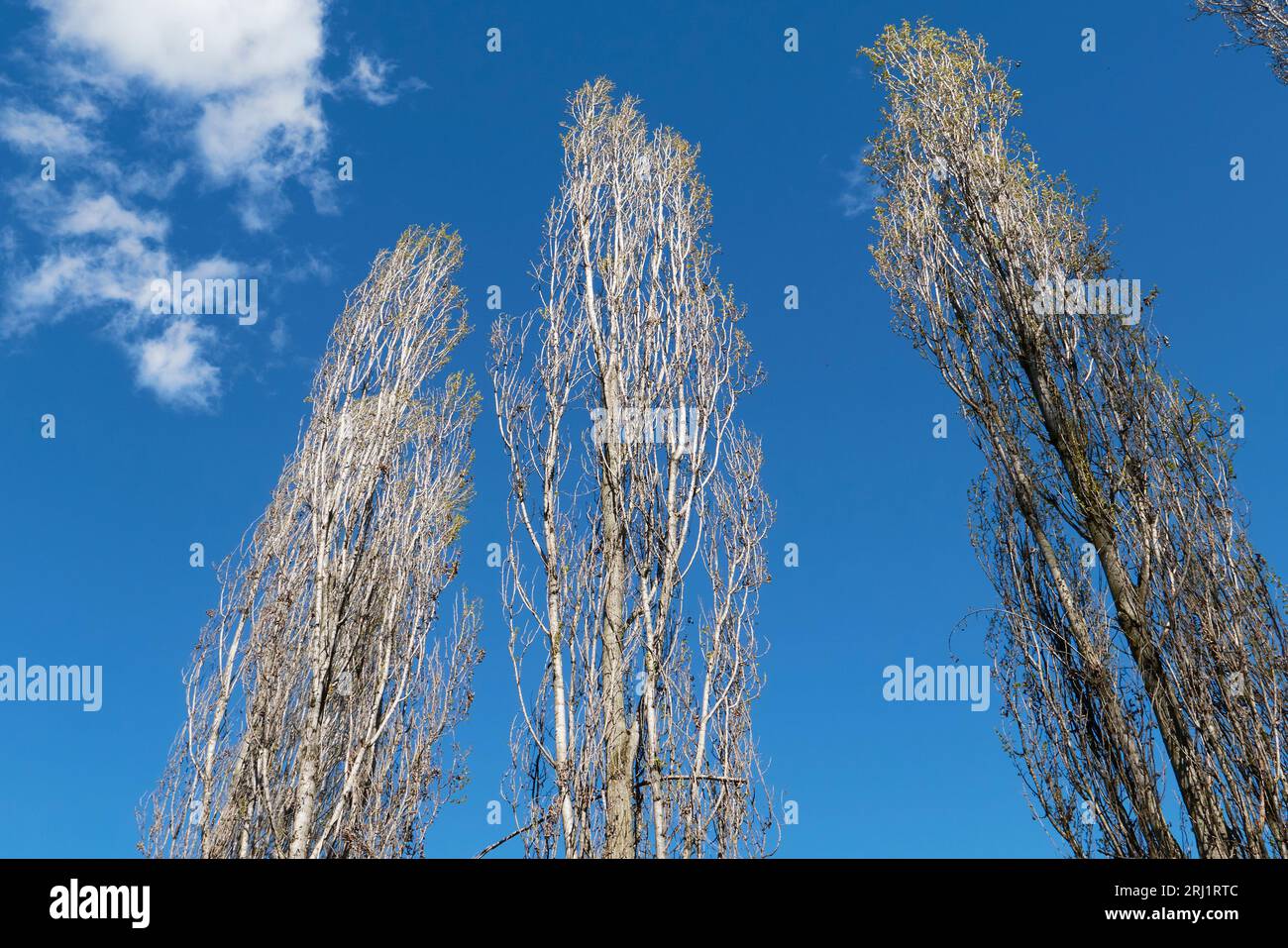 Lombardy poplar trees populus nigra italica hi-res stock photography ...
