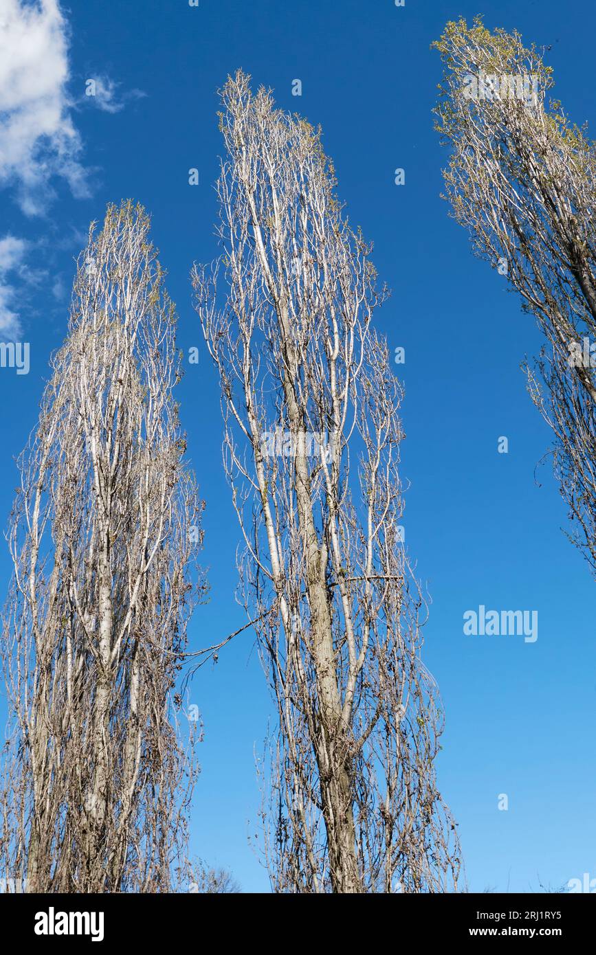Black poplar populus nigra trunk hi-res stock photography and images ...