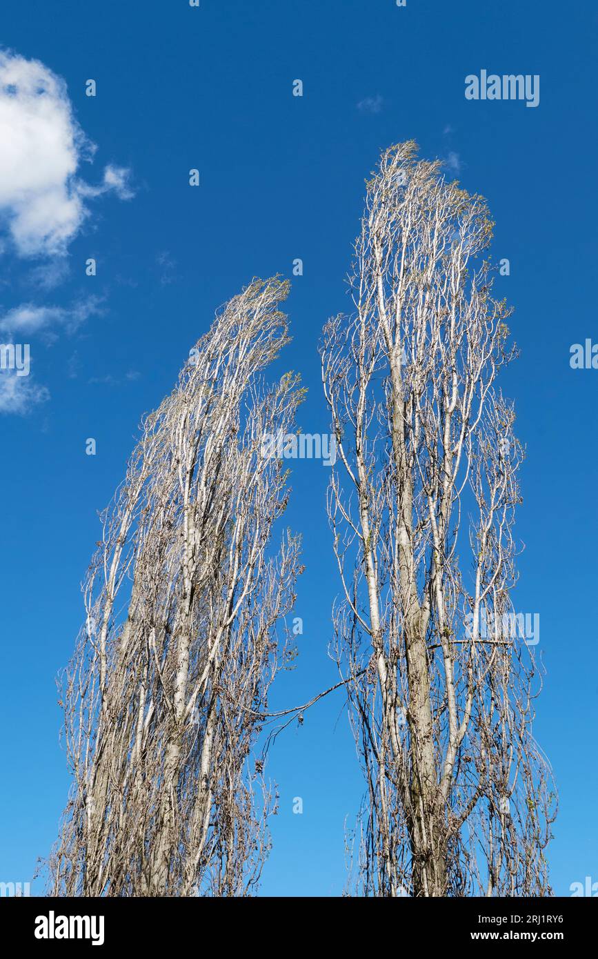 Lombardy poplar trees populus nigra italica hi-res stock photography ...