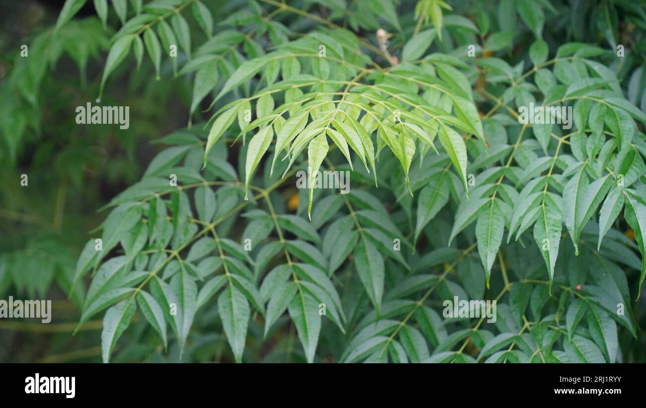 Medicinal neem leaves Azadirachta indica ,Siamese neem leaves, Neem ...
