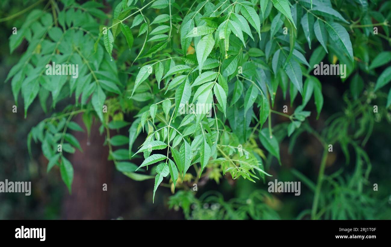 Medicinal neem leaves Azadirachta indica ,Siamese neem leaves, Neem ...