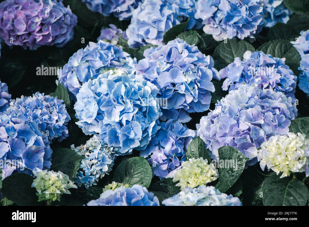 Beautiful hydrangea flower in garden. flower background background concept Stock Photo - Alamy