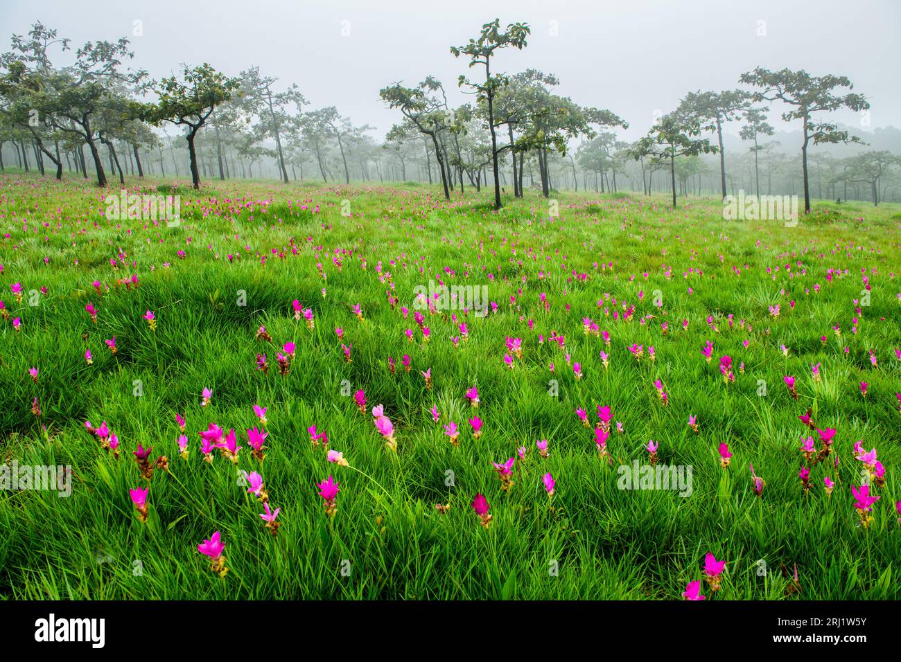 Siam Tulip pink flower blooming in forest mountain at Sai Thong ...