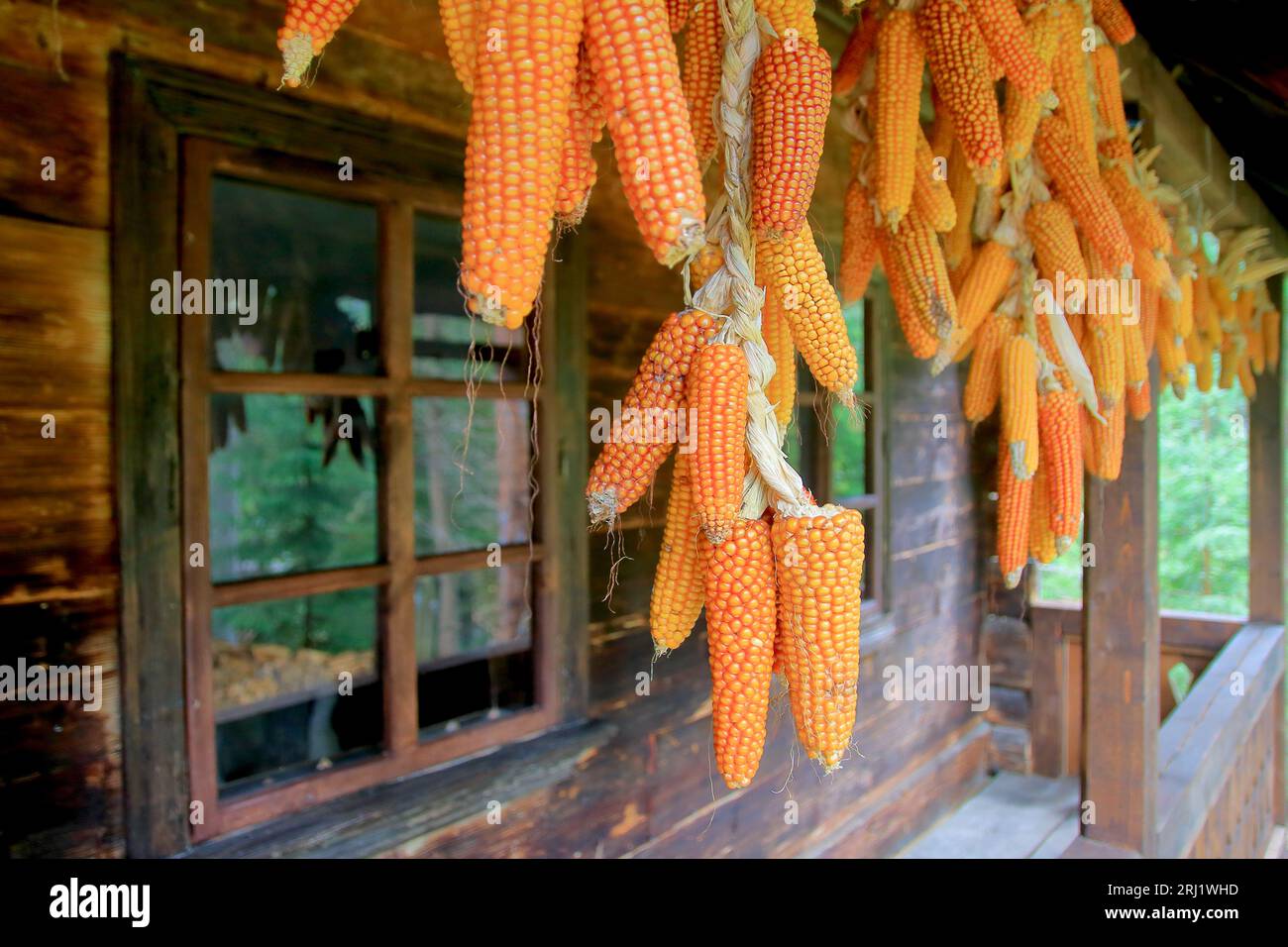 The photo was taken in the Ukrainian village in the Carpathian ...