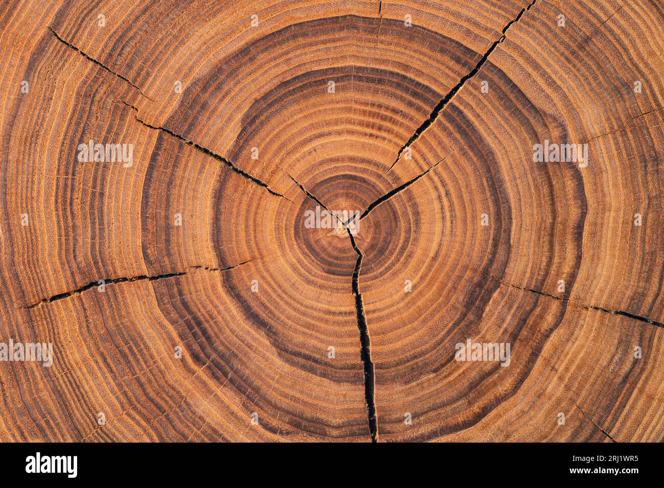 saw cut texture with annual rings and cracks. old tree stump as background Stock Photo - Alamy