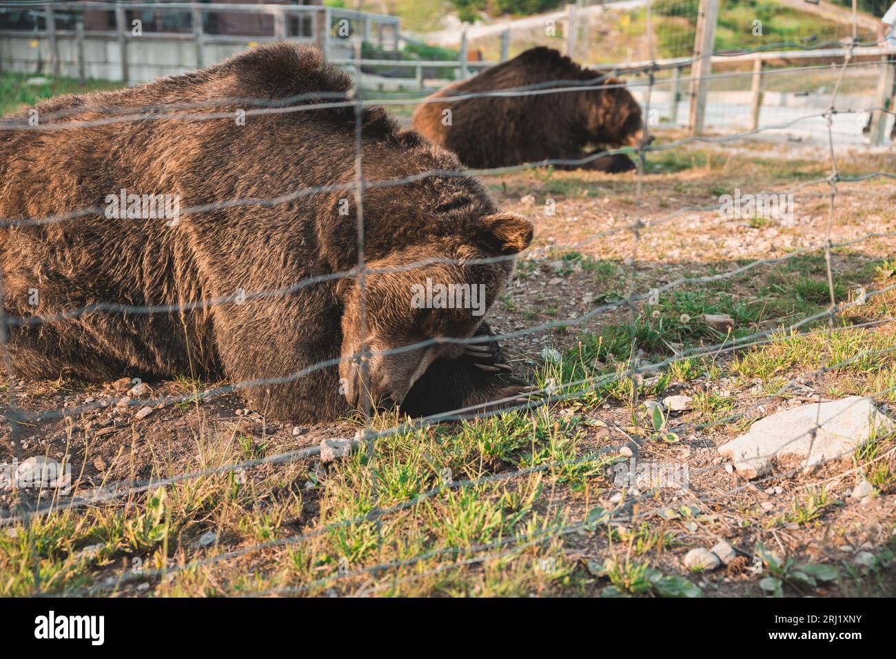 Grizzly bears Grinder and Coola in the Grizzly Habitat atop Grouse ...