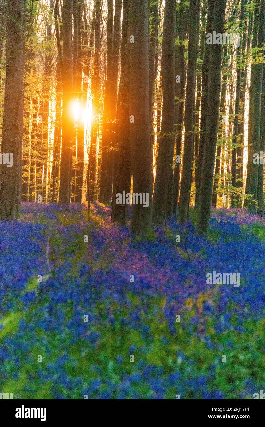 The rising sun illumingating a flowerbed of bluebells in the Hallerbos ...