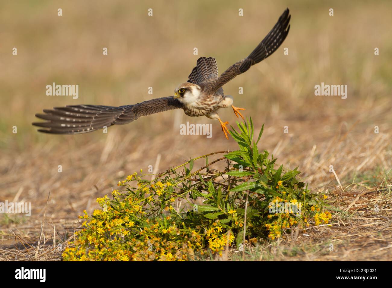 Young Red-footed falcon Stock Photo - Alamy