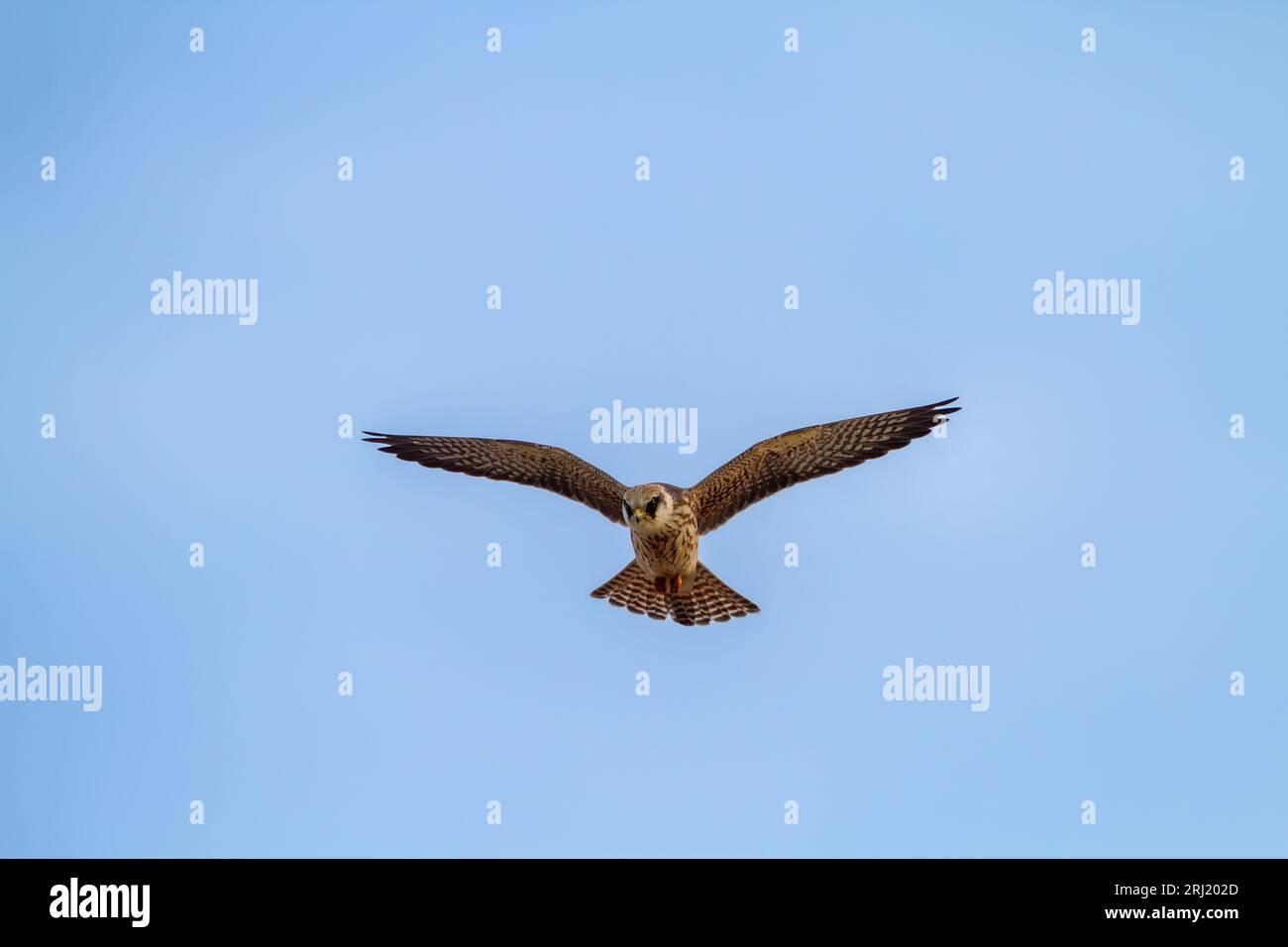 Young Red-footed falcon Stock Photo - Alamy