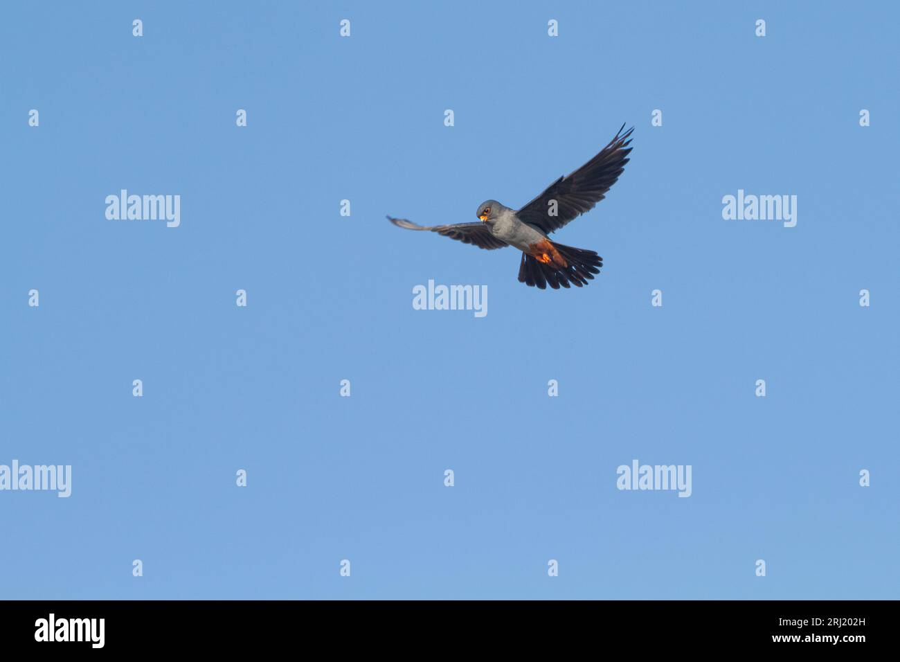 Falcon watching hi-res stock photography and images - Alamy