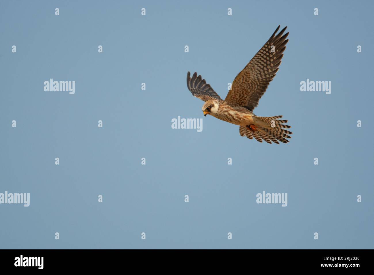 Young Red-footed falcon Stock Photo - Alamy
