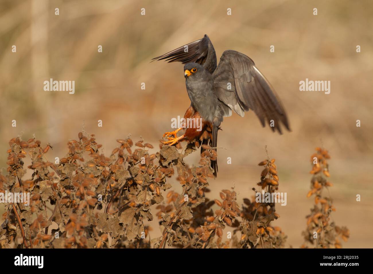 Red footed falcon image hi-res stock photography and images - Alamy