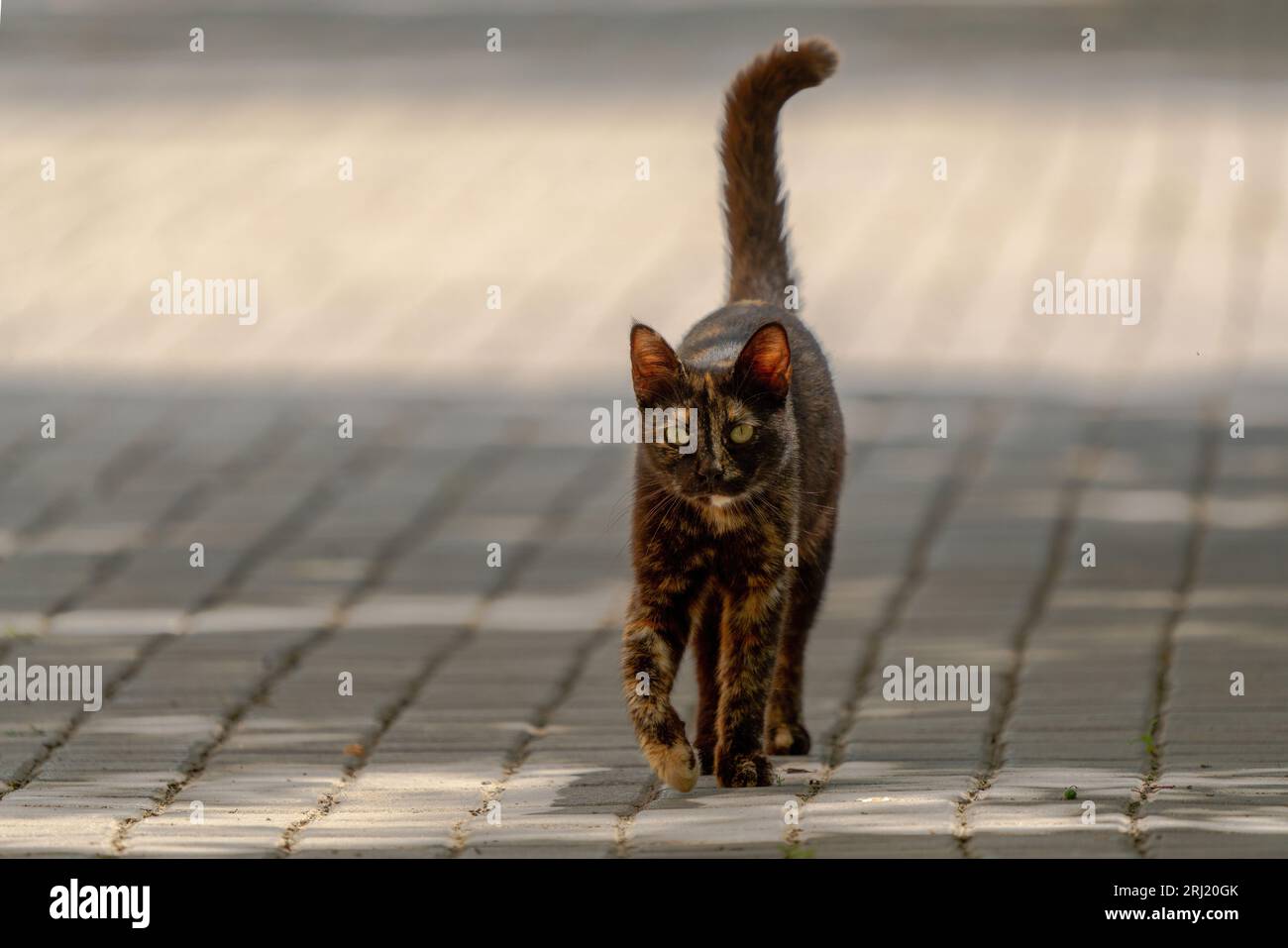 Stray cat walks on stone streets Stock Photo - Alamy