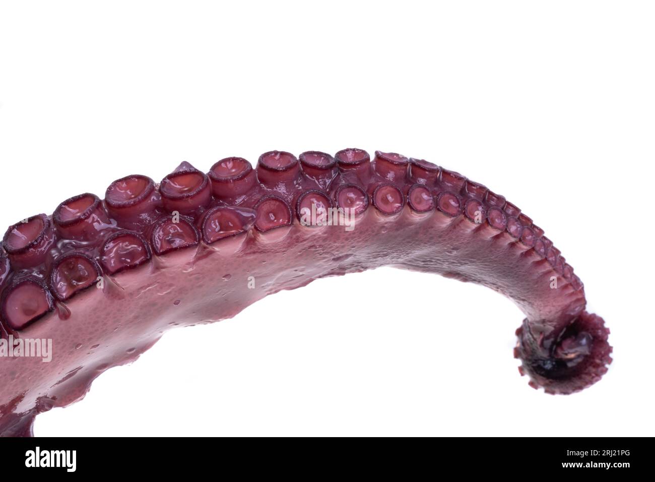 octopus tentacles isolated on white background Stock Photo - Alamy