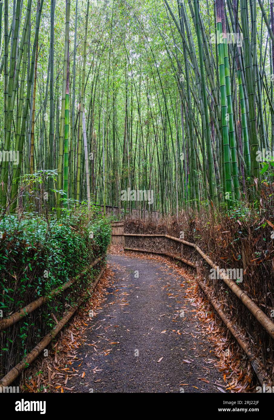 Arashiyama bamboo grove in hi-res stock photography and images - Alamy