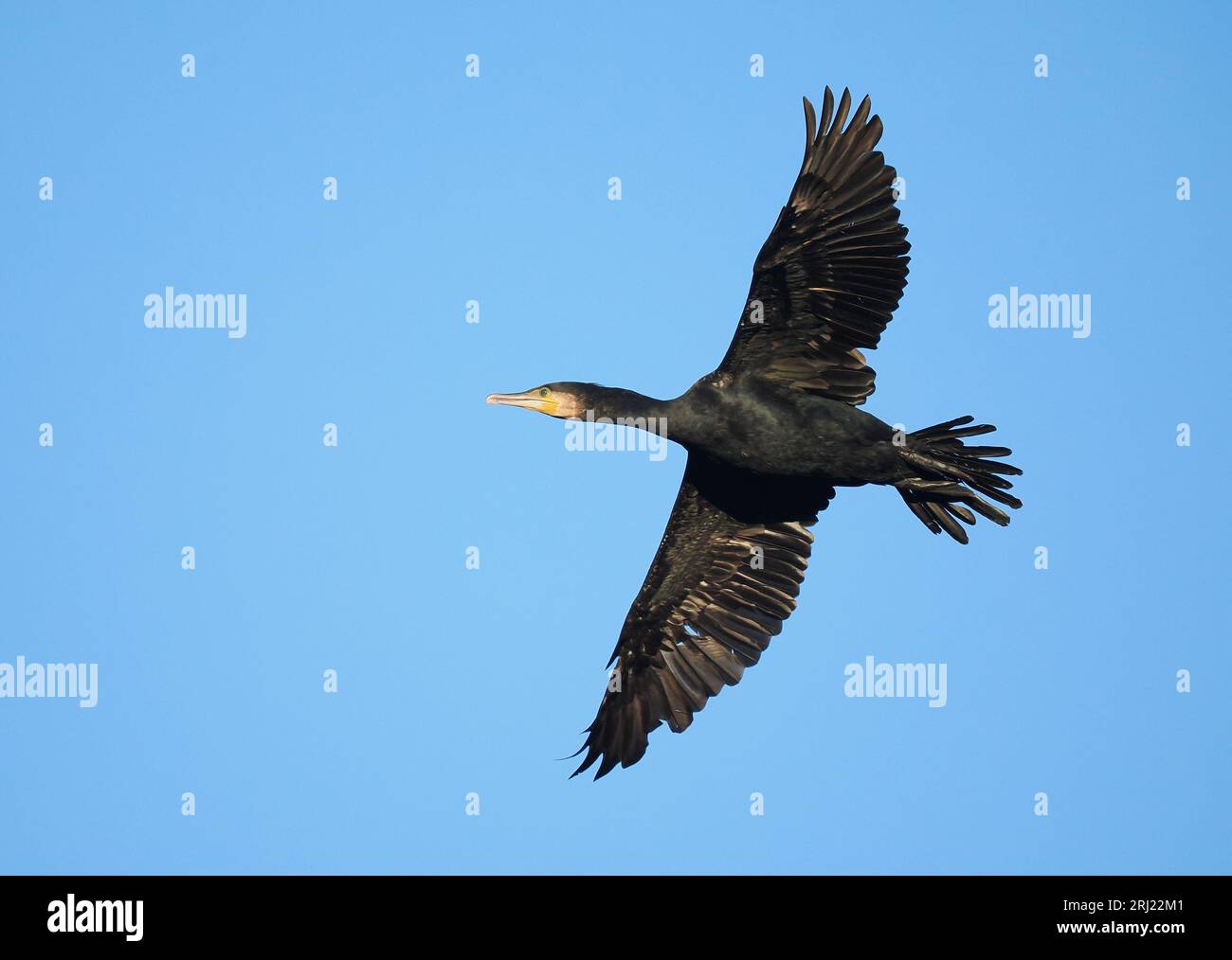 Cormorants use inland communal roosts, post breeding, for safety pre ...