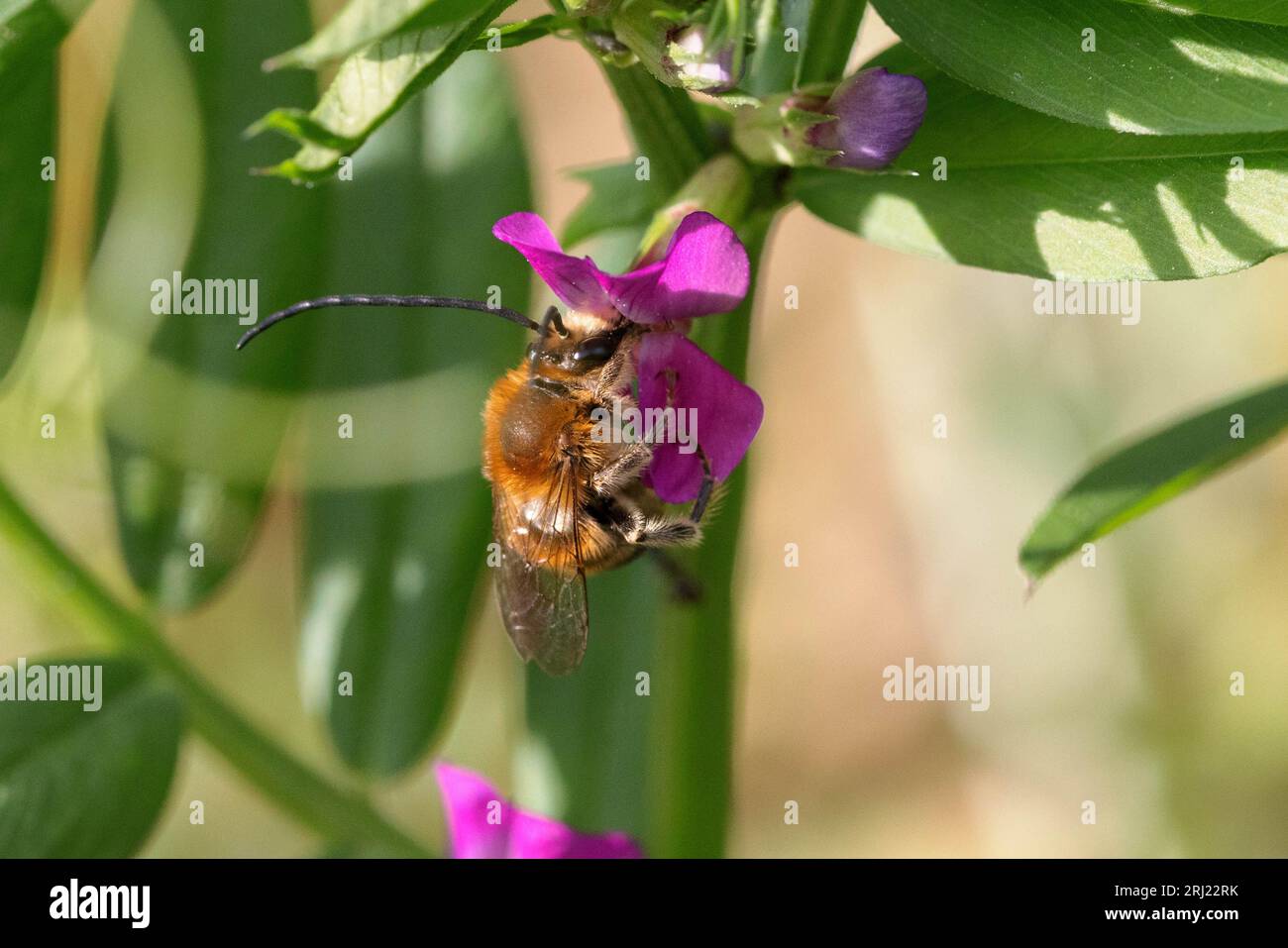 Eucera bee, Longhorn bee Stock Photo - Alamy