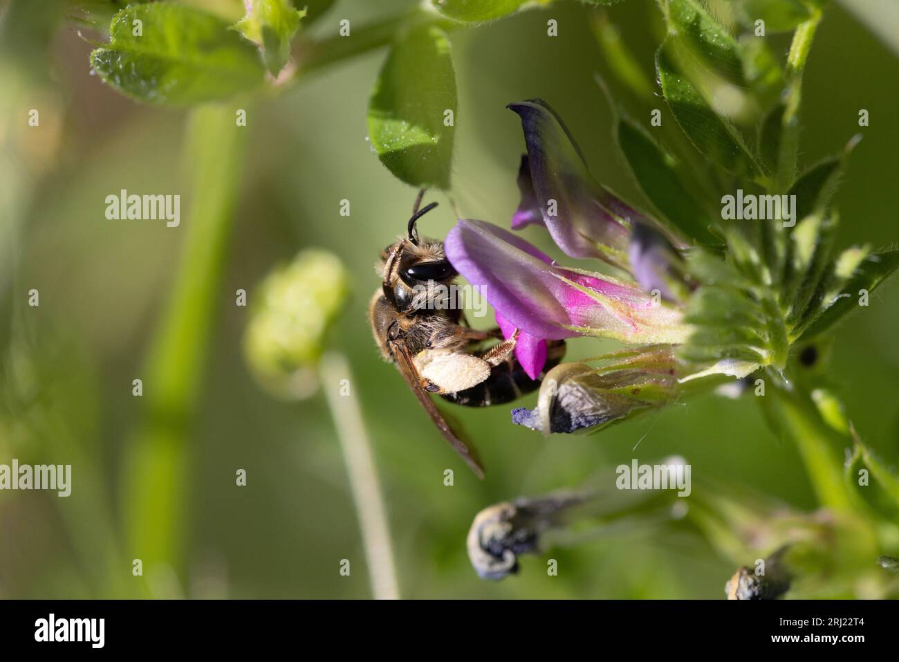 Eucera hi-res stock photography and images - Alamy