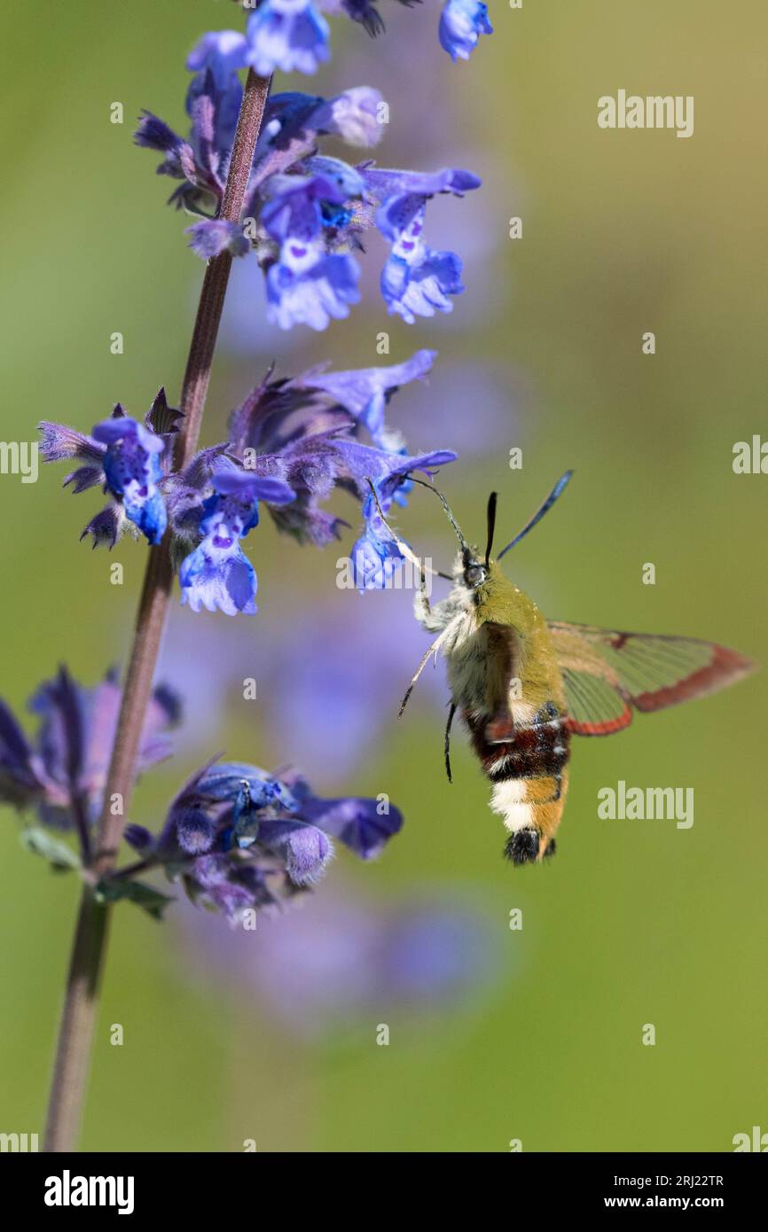 Hummelschwärmer (Hemaris fuciformis), broad-bordered bee hawk-moth, on ...
